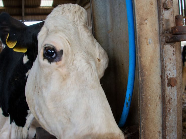 Cow: Film Review - Loud And Clear Reviews