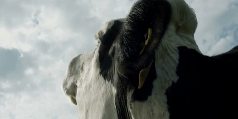 Cow: Film Review - Loud And Clear Reviews